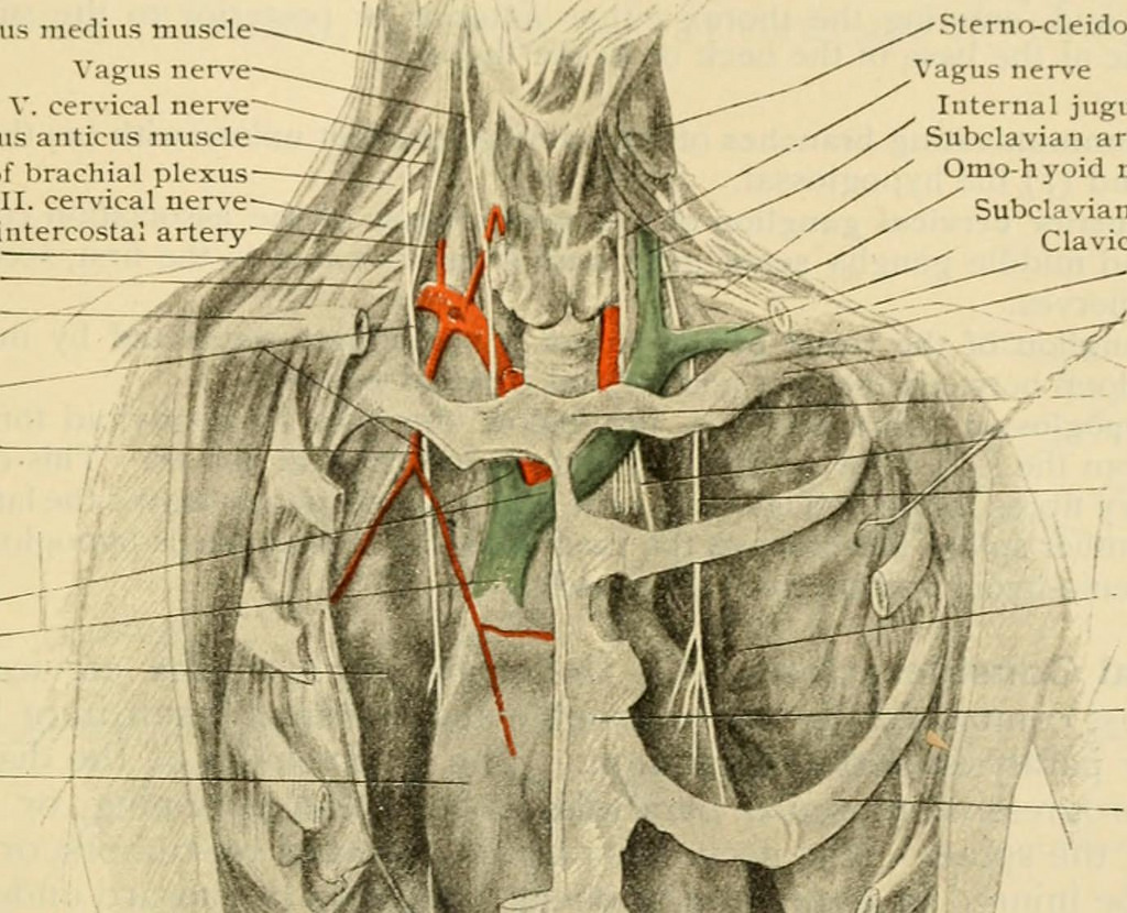 Top 10 Vagus Nerve Disorders - Nerve Injury