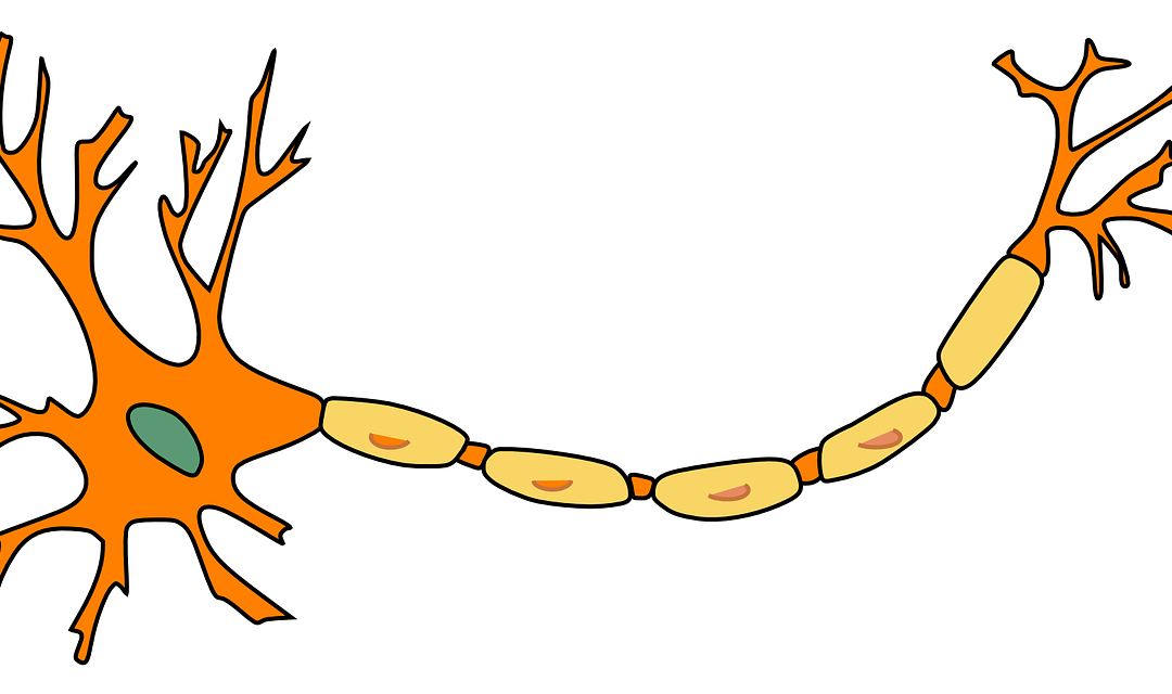Pudendal Nerve: General Info And Everything You Need To Know - Nerve Injury
